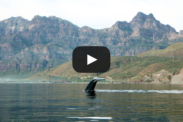 Blue Whale Watching in Loreto Bay, Baja California Sur - Traveling Jackie
